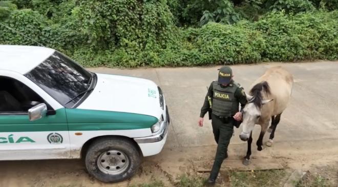 Recuperada una yegua avaluada en 10 millones de pesos que había sido ... Recuperada una yegua avaluada en 10 millones de pesos que había sido ...